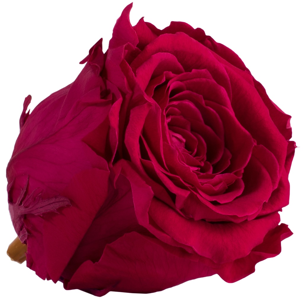 Preserved Rose Heads Extra Burgundy 6 Ud, - bye in the online store ...